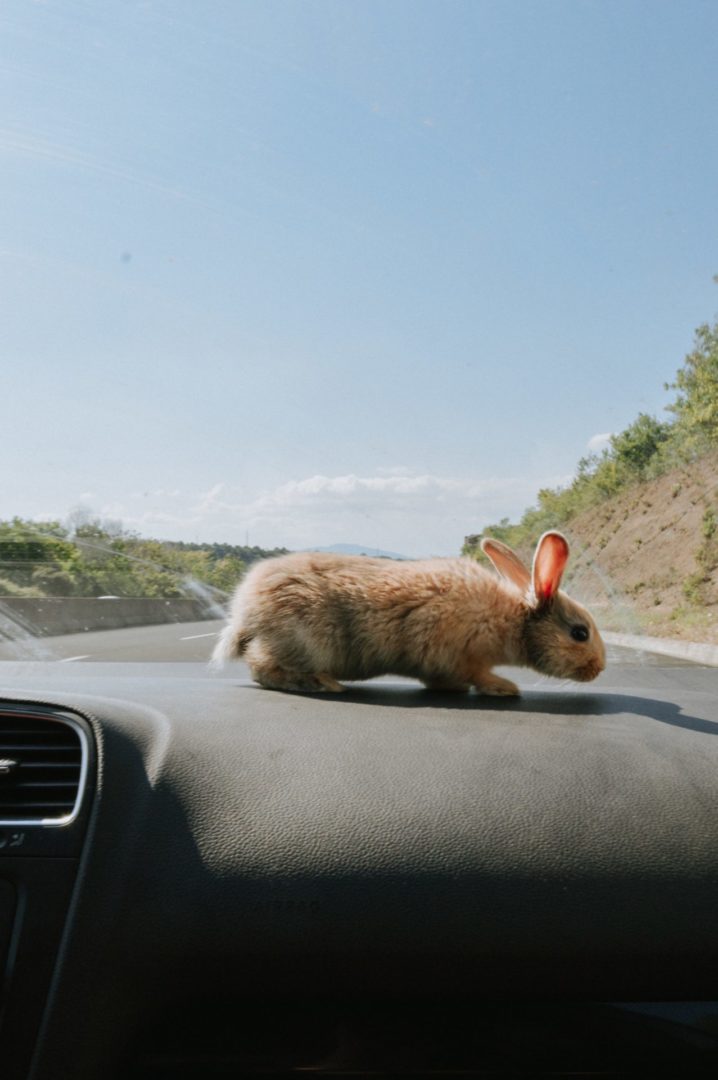 Easter Road Trip Ideas | Evology Parking